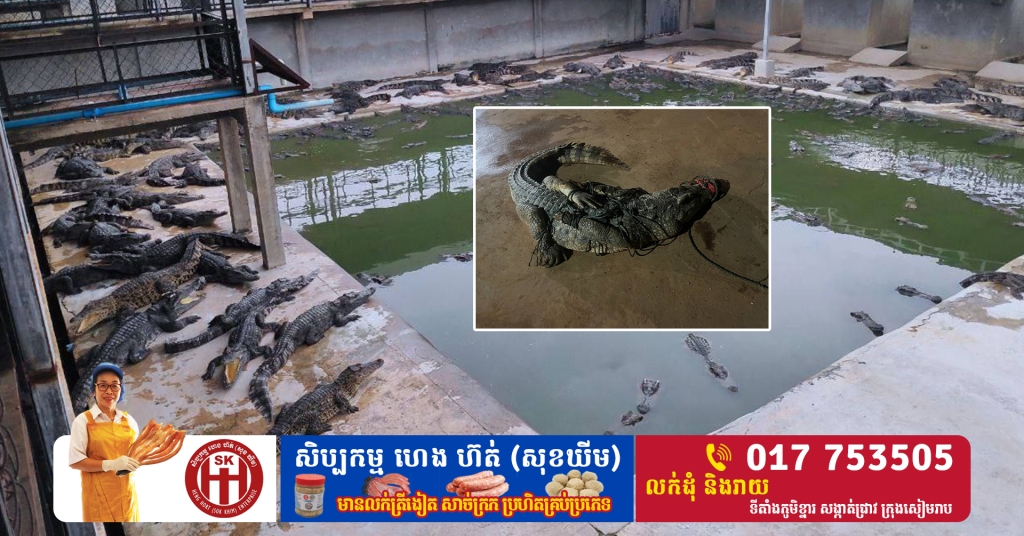 សត្វក្រពើចំនួន ២២ក្បាល រួចចេញពីទ្រុង ពេលនេះ ...